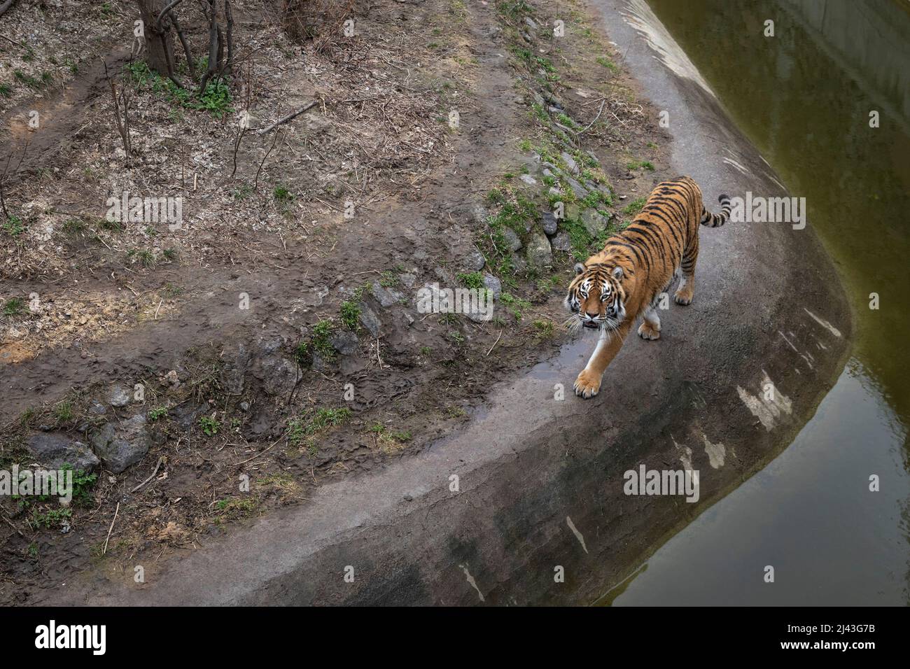 Key tiger hi-res stock photography and images - Alamy