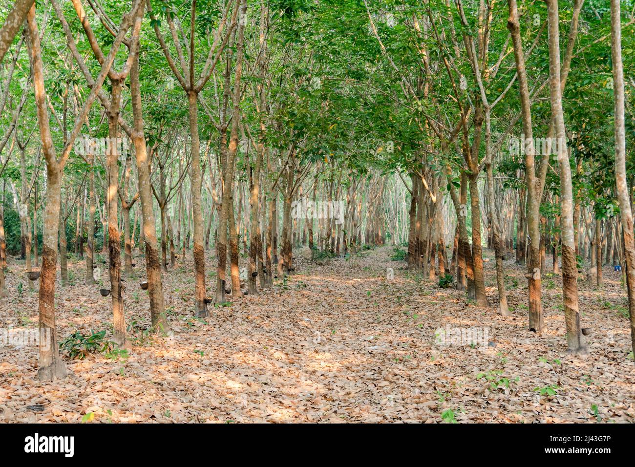 Row of para rubber tree. Rubber plantation background Stock Photo - Alamy