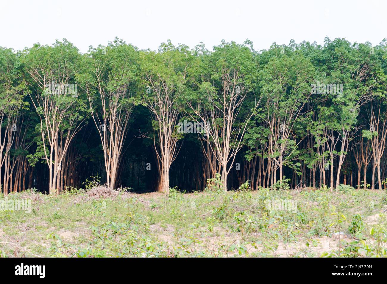 Row of para rubber tree. Rubber plantation background Stock Photo - Alamy