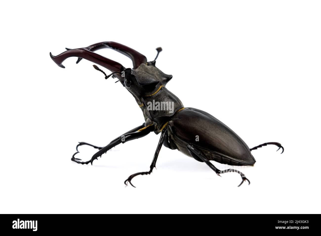 Stag beetle isolated on white background (Lucanus Cervus Stock Photo ...