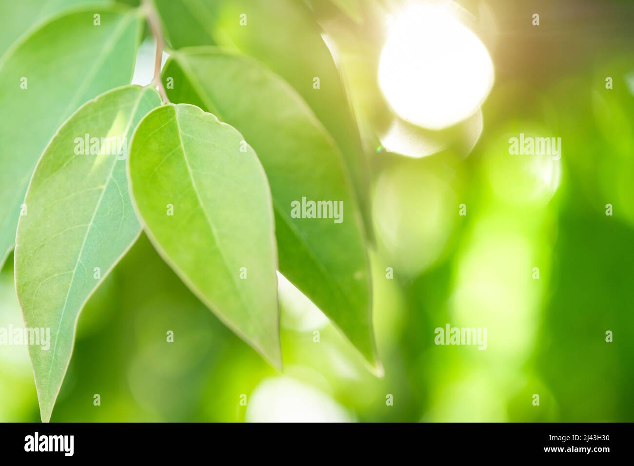 Spring natural green leaf background. blurred greenery background ...