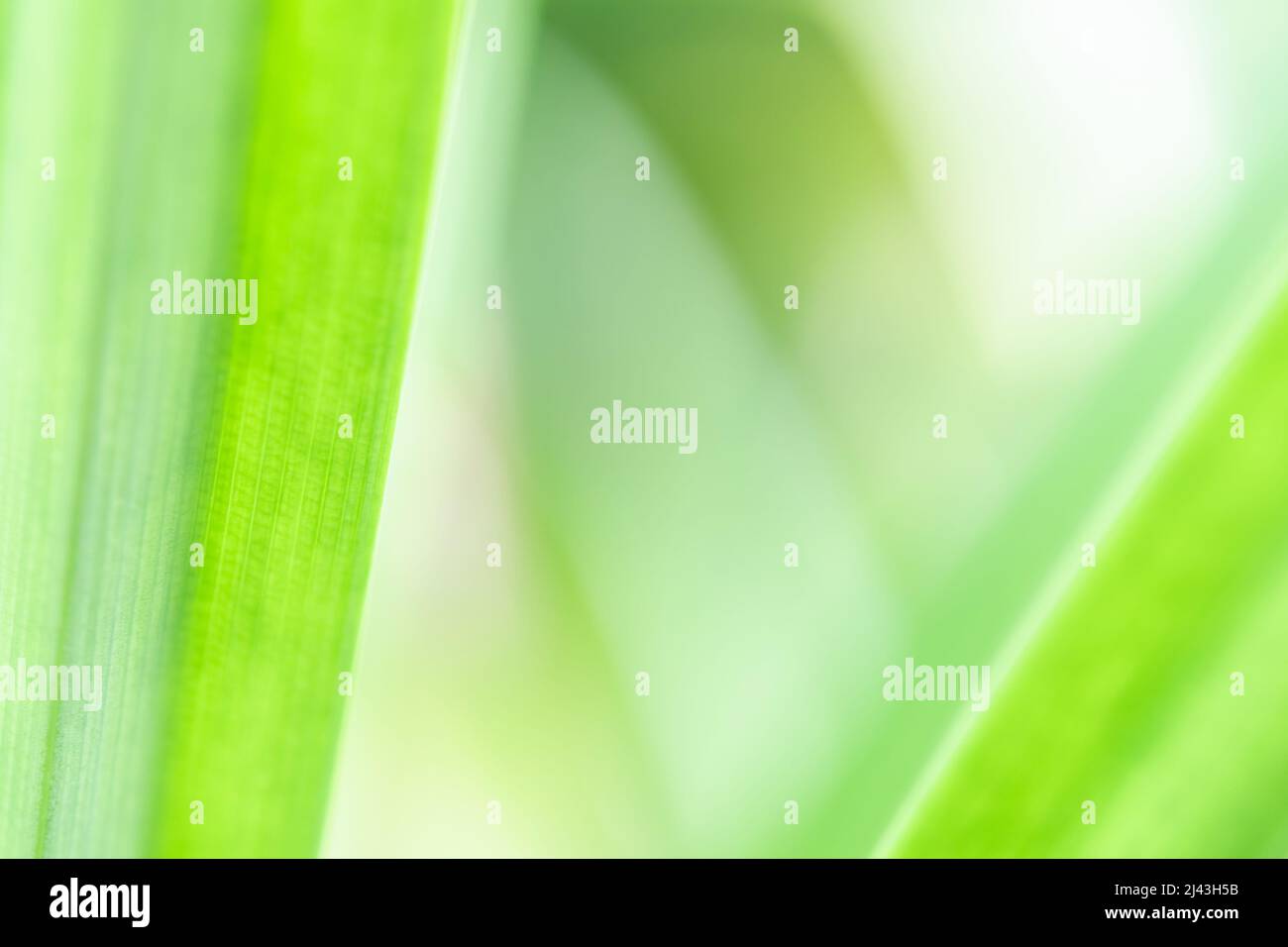 Spring natural green leaf background. blurred greenery background ...