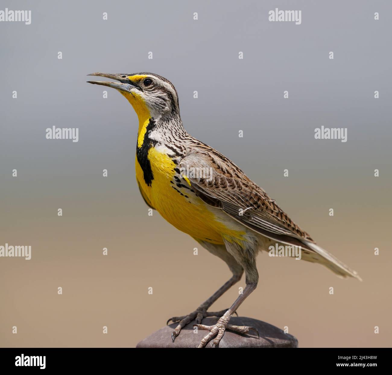 Nebraska State Bird Name