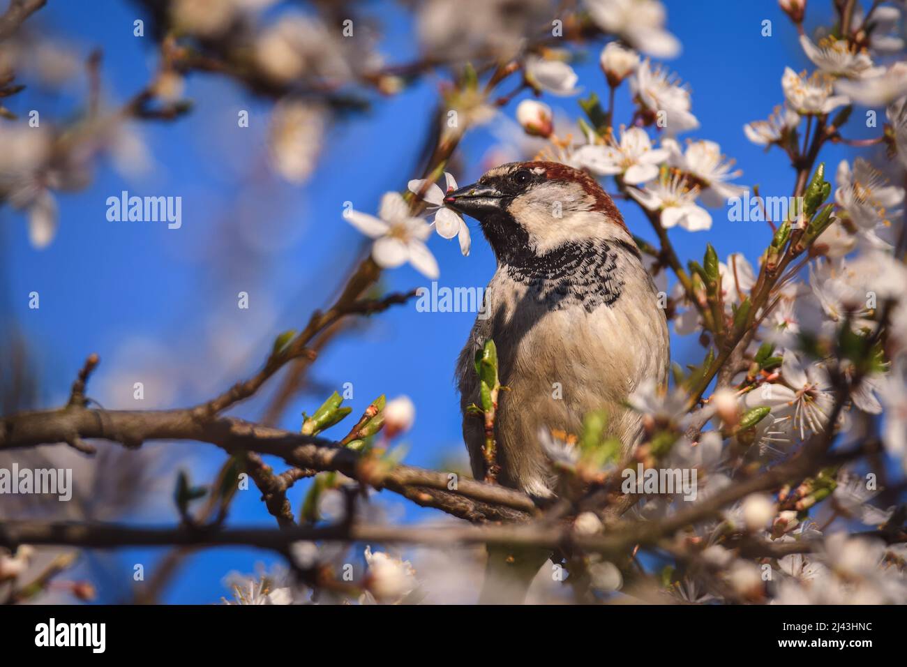 Spring fauna hi-res stock photography and images - Alamy