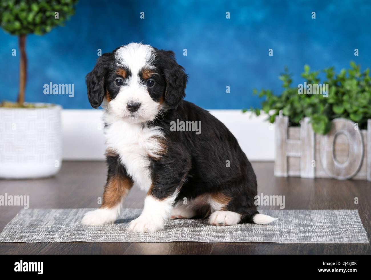 Tri-colored Mini Bernedoodle puppy looking at camera in front of a blue ...