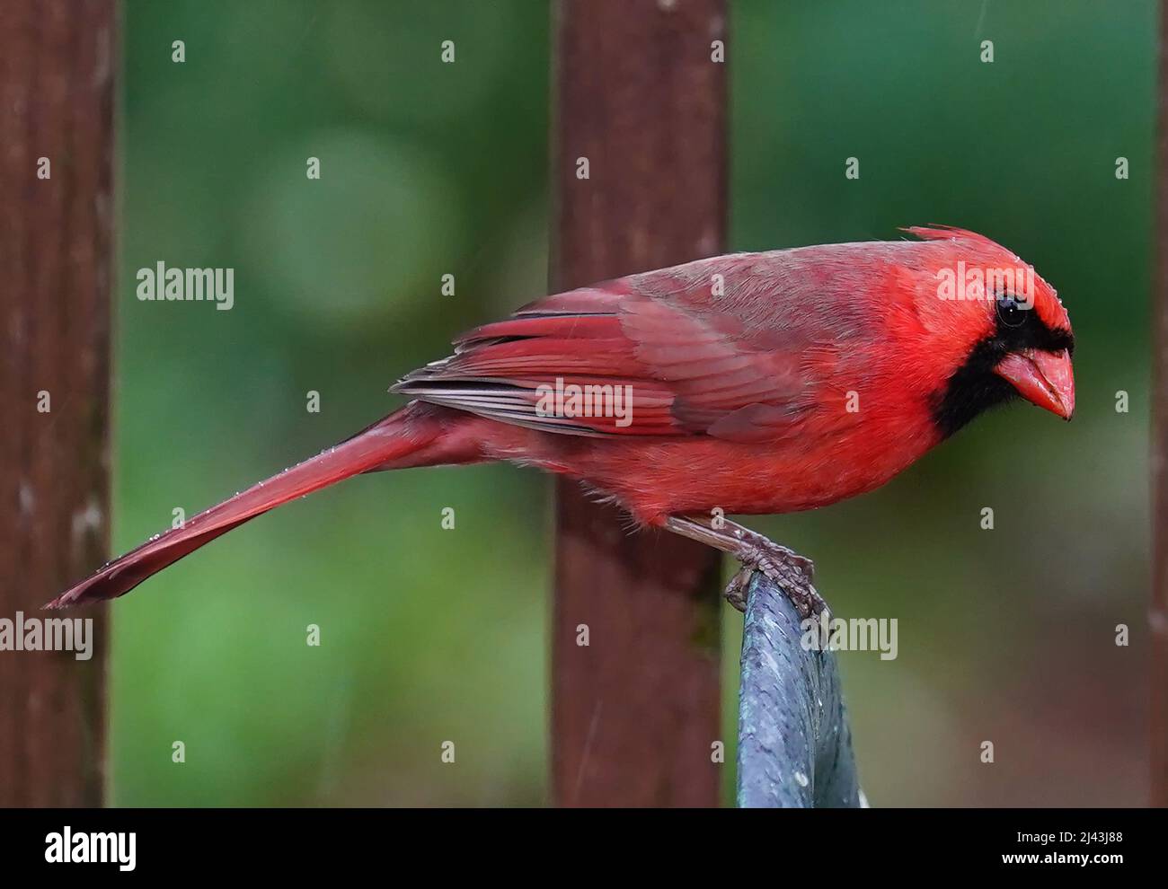Bright red Northern Cardinal perches on the deck Stock Photo - Alamy