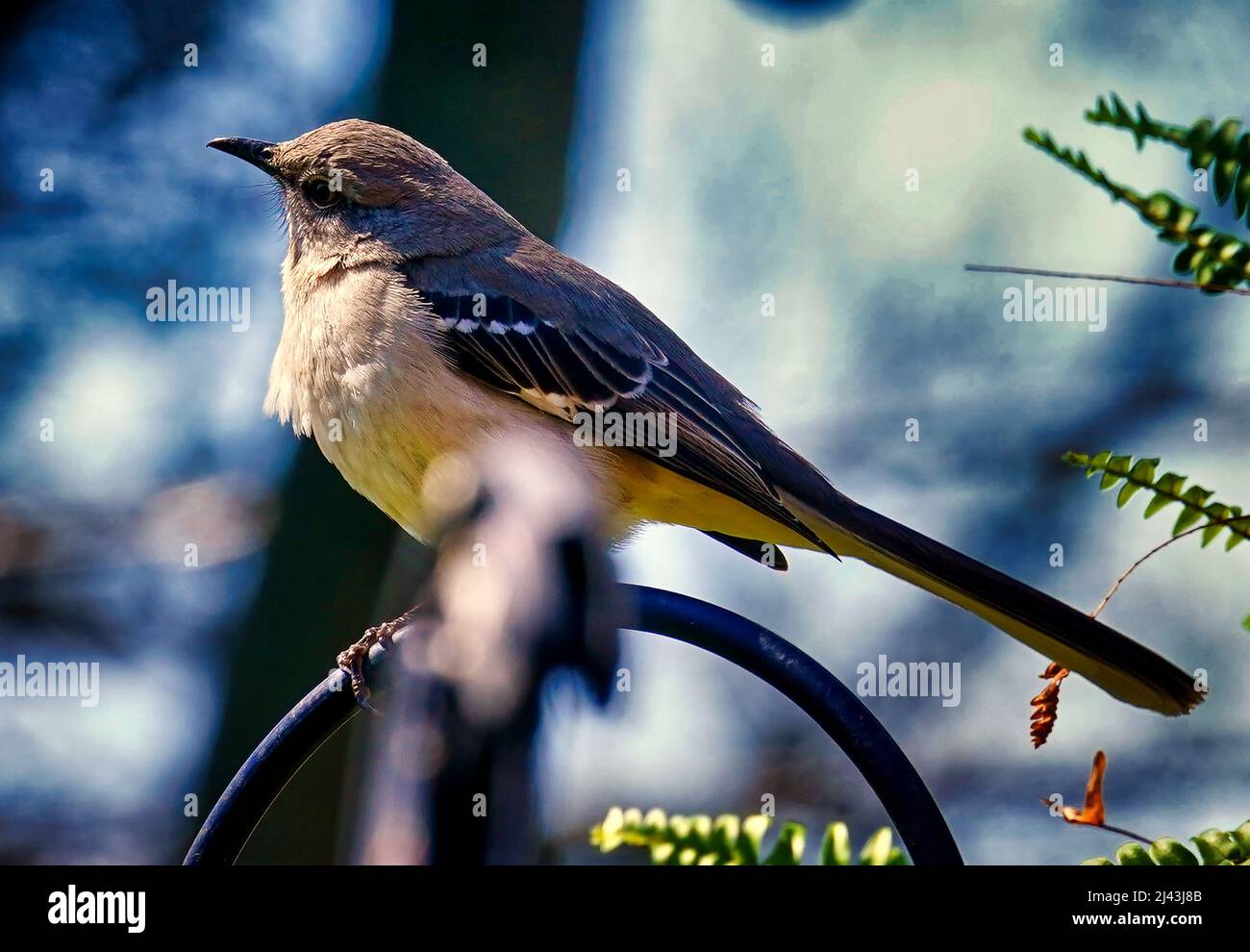 Northern Mockingbird on a high perch Stock Photo - Alamy