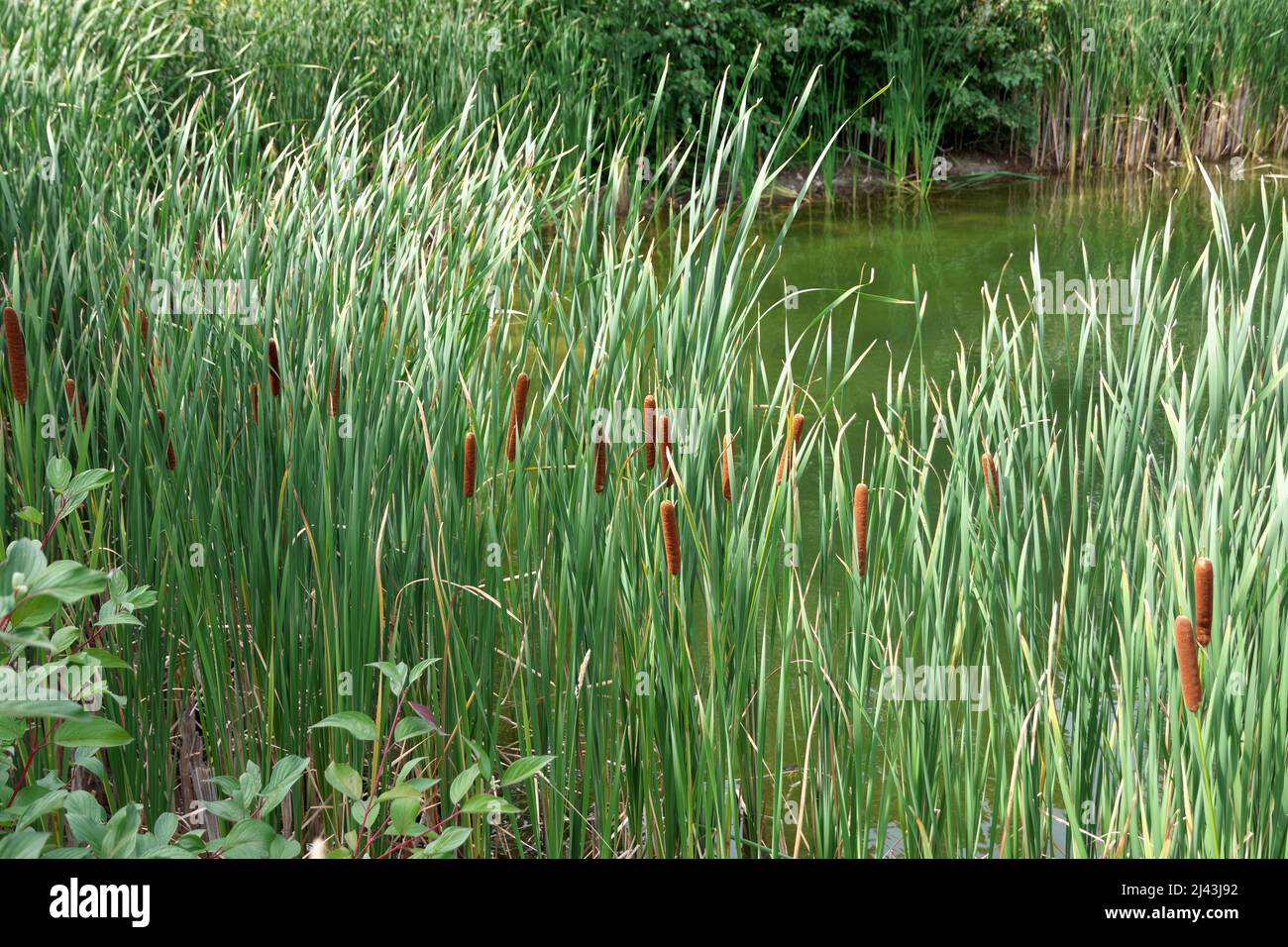 Cattails Growing Along Edge of Pond in summertime Stock Photo - Alamy