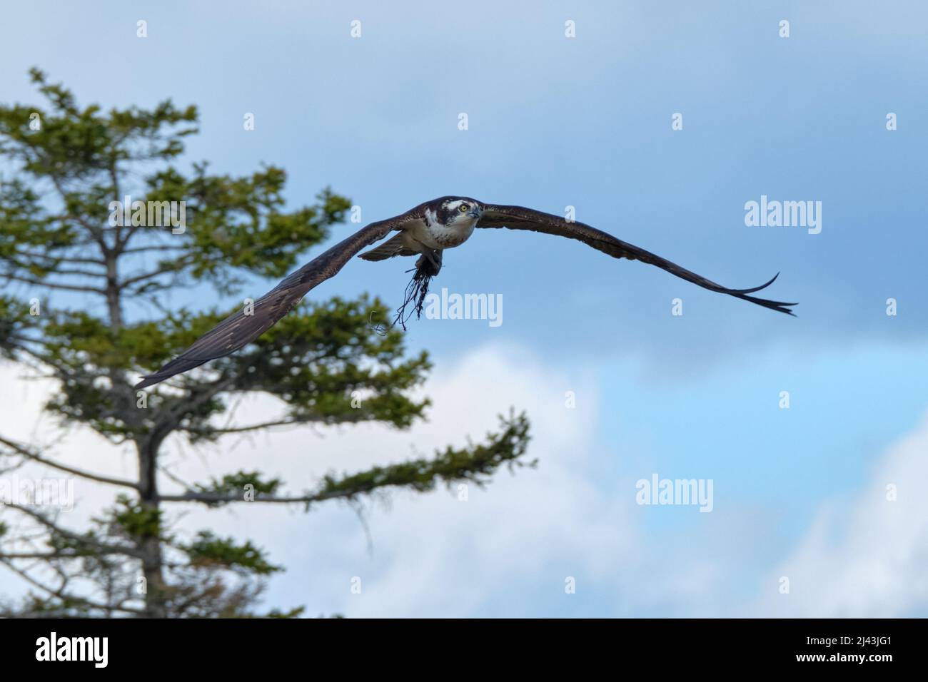 Osprey building a nest hi-res stock photography and images - Alamy