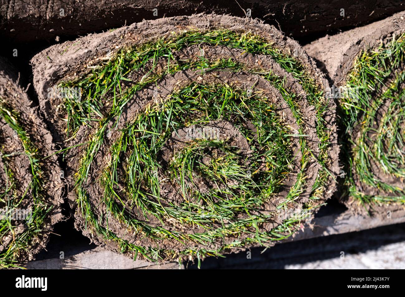 Garden reconstruction works in progress, new green plants ready for ...