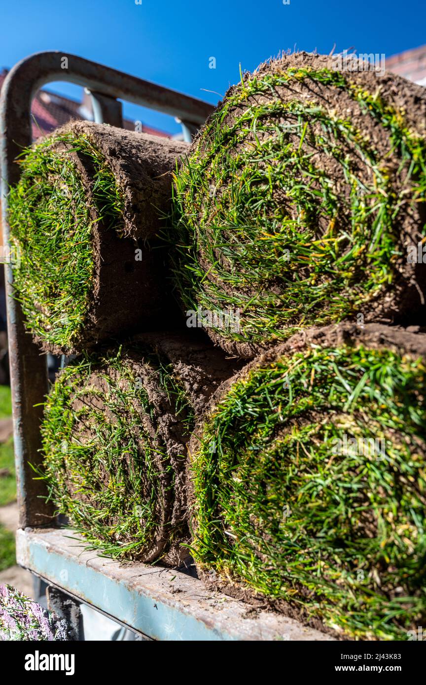 Making of natural green lawn in garden with rolls of green grass ...