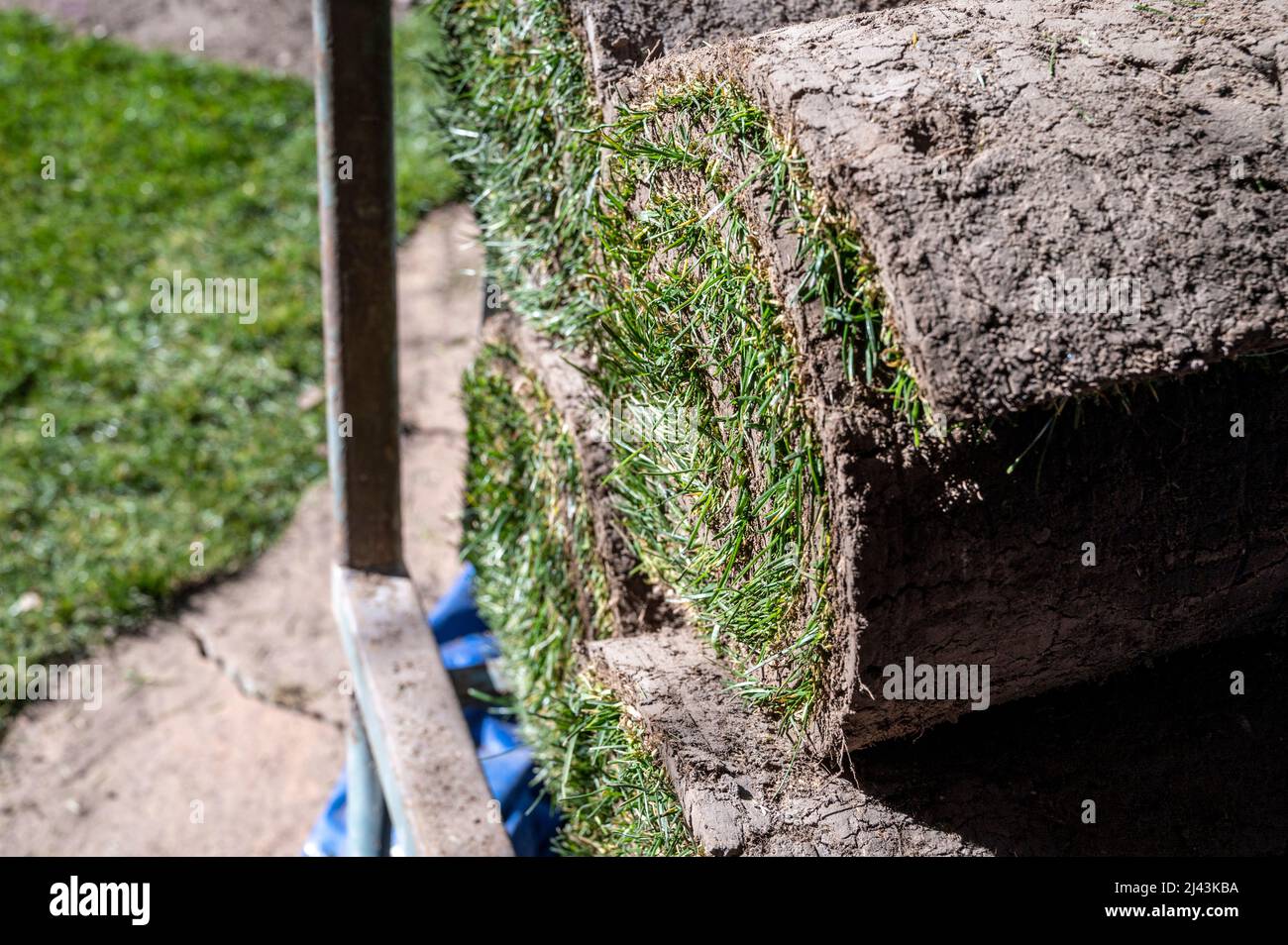 Making of natural green lawn in garden with rolls of green grass ...