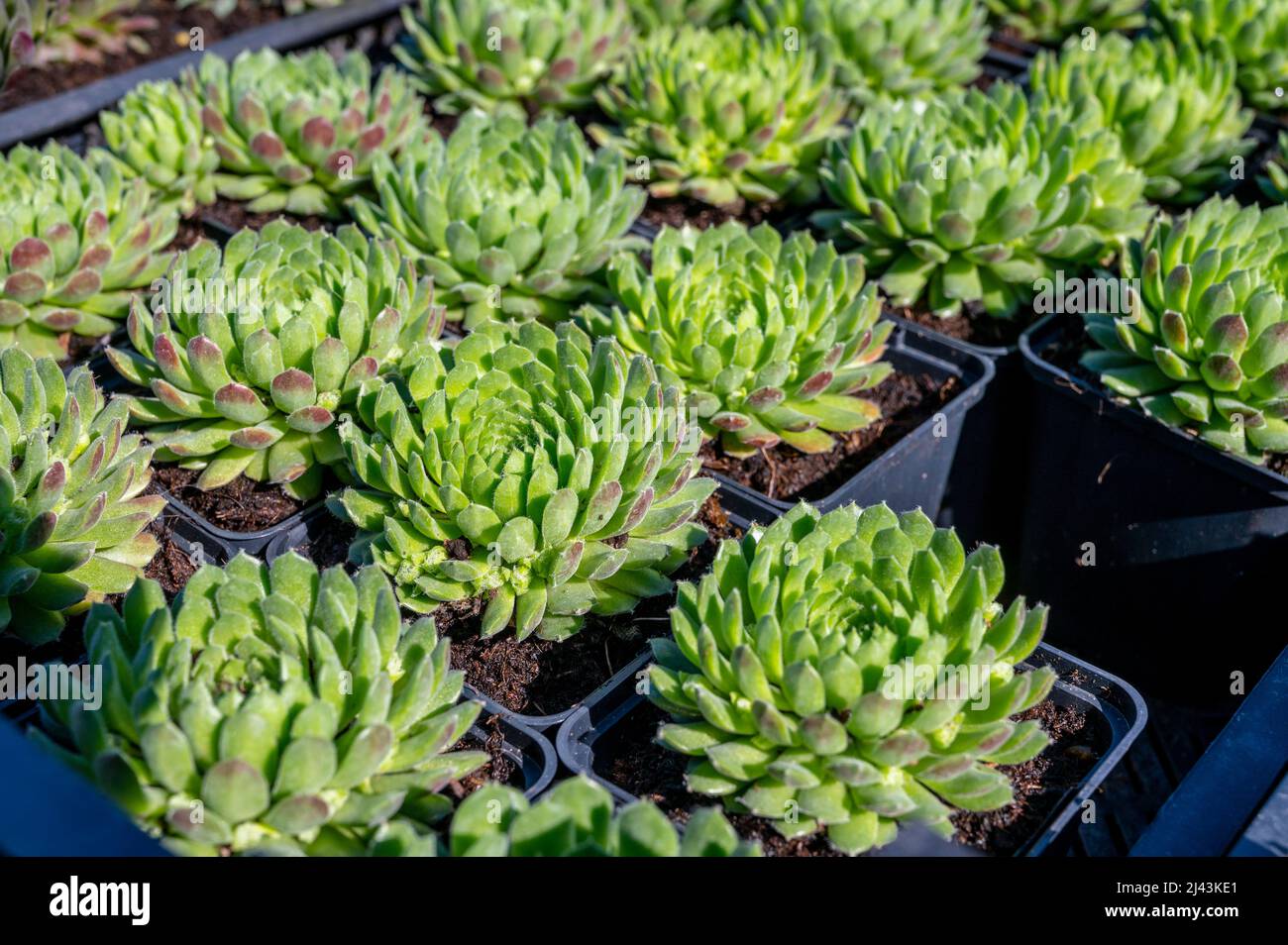 Variety of sempervivum succulent plants for garden landscape alpine ...