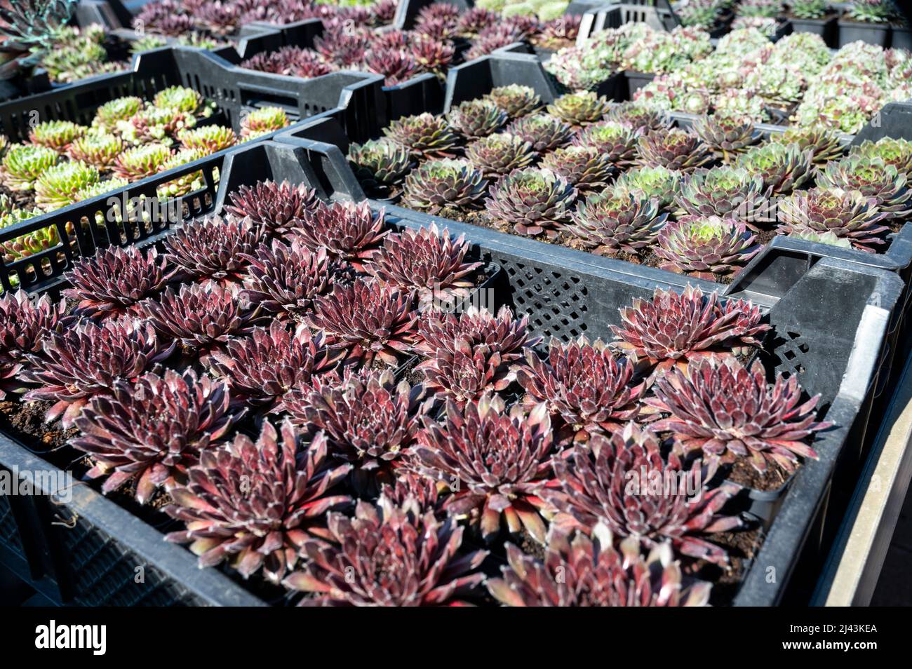 Variety of sempervivum succulent plants for garden landscape alpine ...