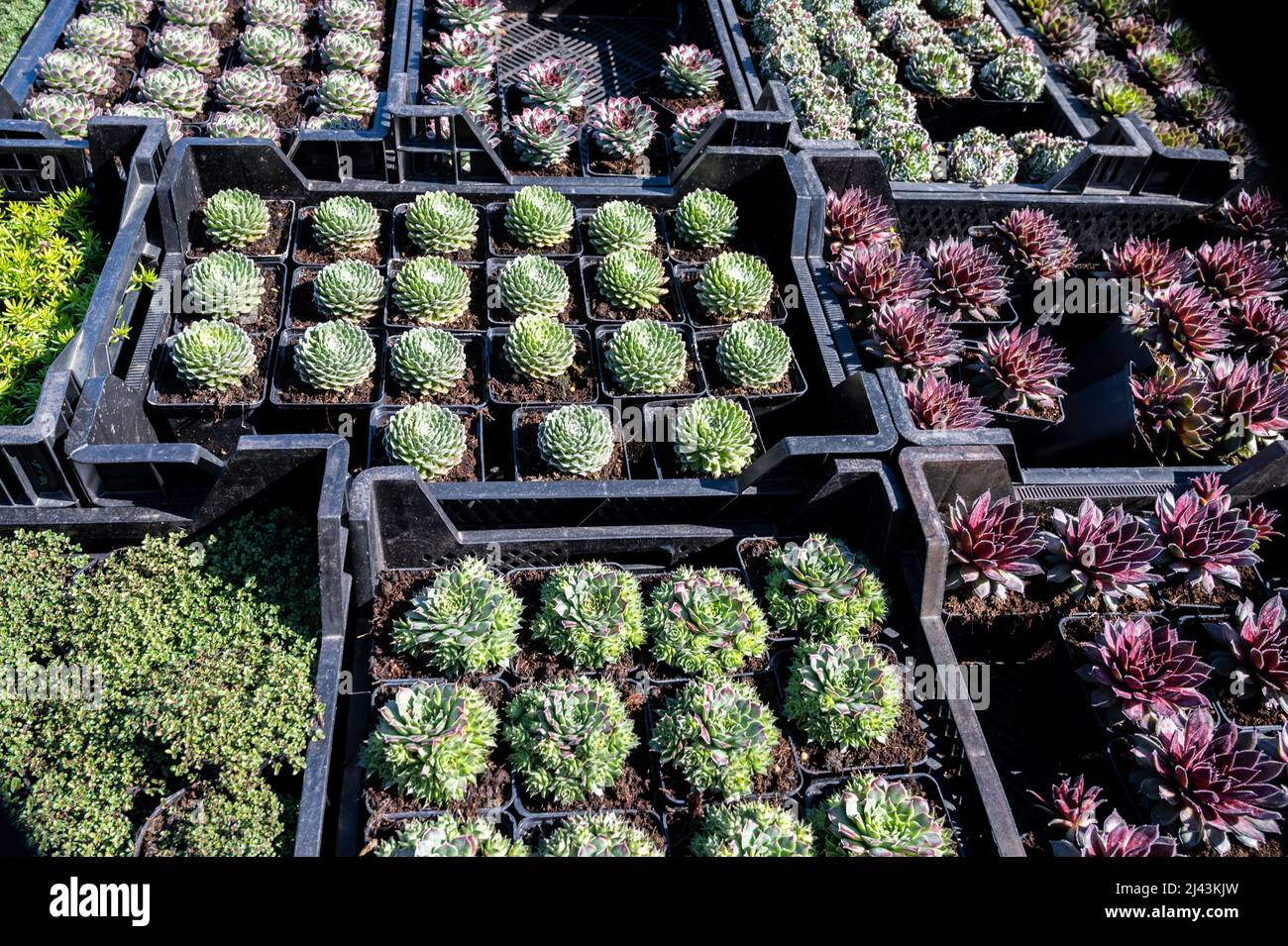 Variety of sempervivum succulent plants for garden landscape alpine ...