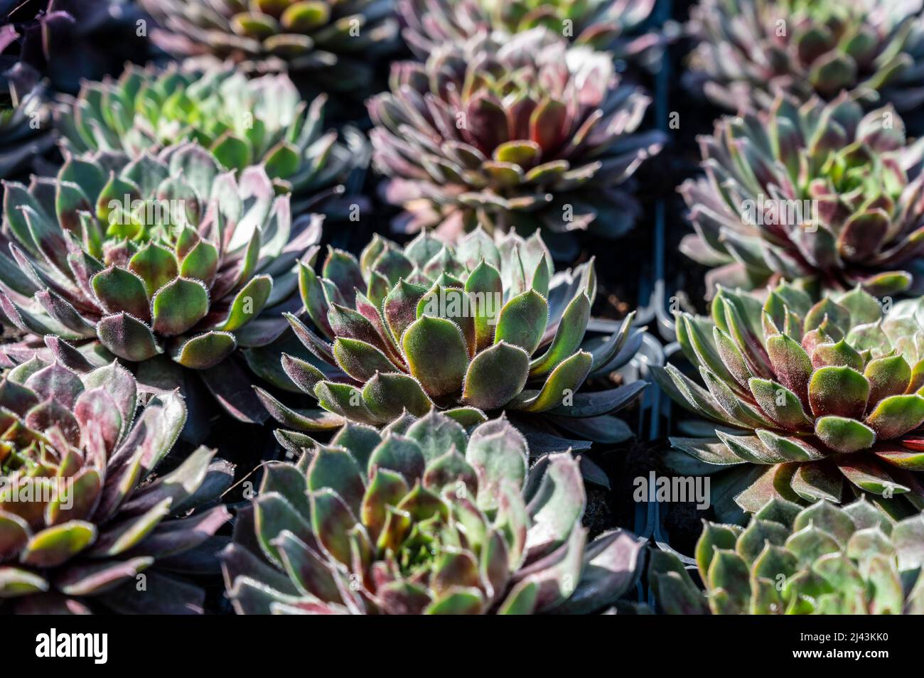 Variety of sempervivum succulent plants for garden landscape alpine ...