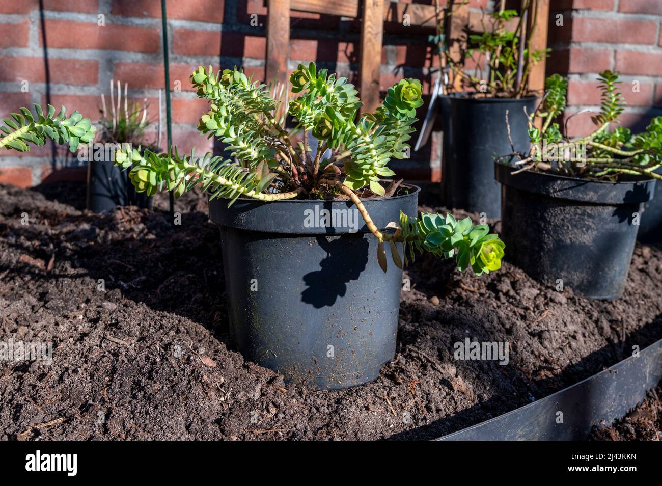 Garden reconstruction works in progress, new green plants ready for ...