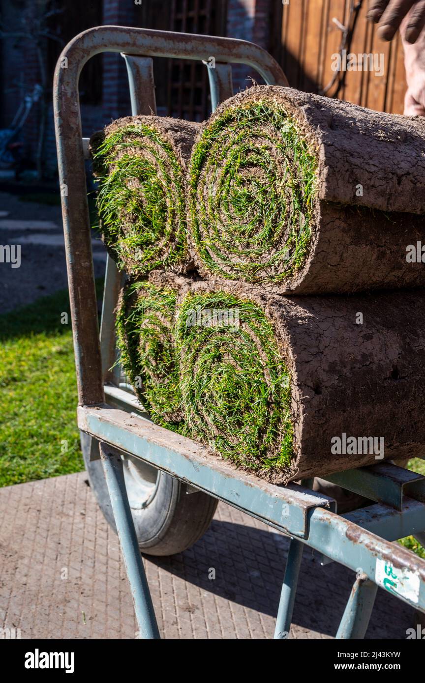 Making of natural green lawn in garden with rolls of green grass ...