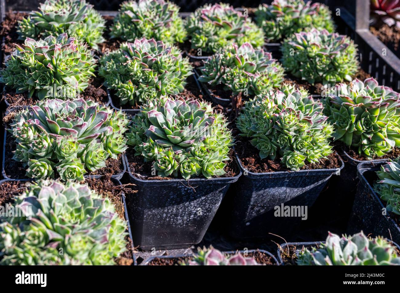 Variety of sempervivum succulent plants for garden landscape alpine ...