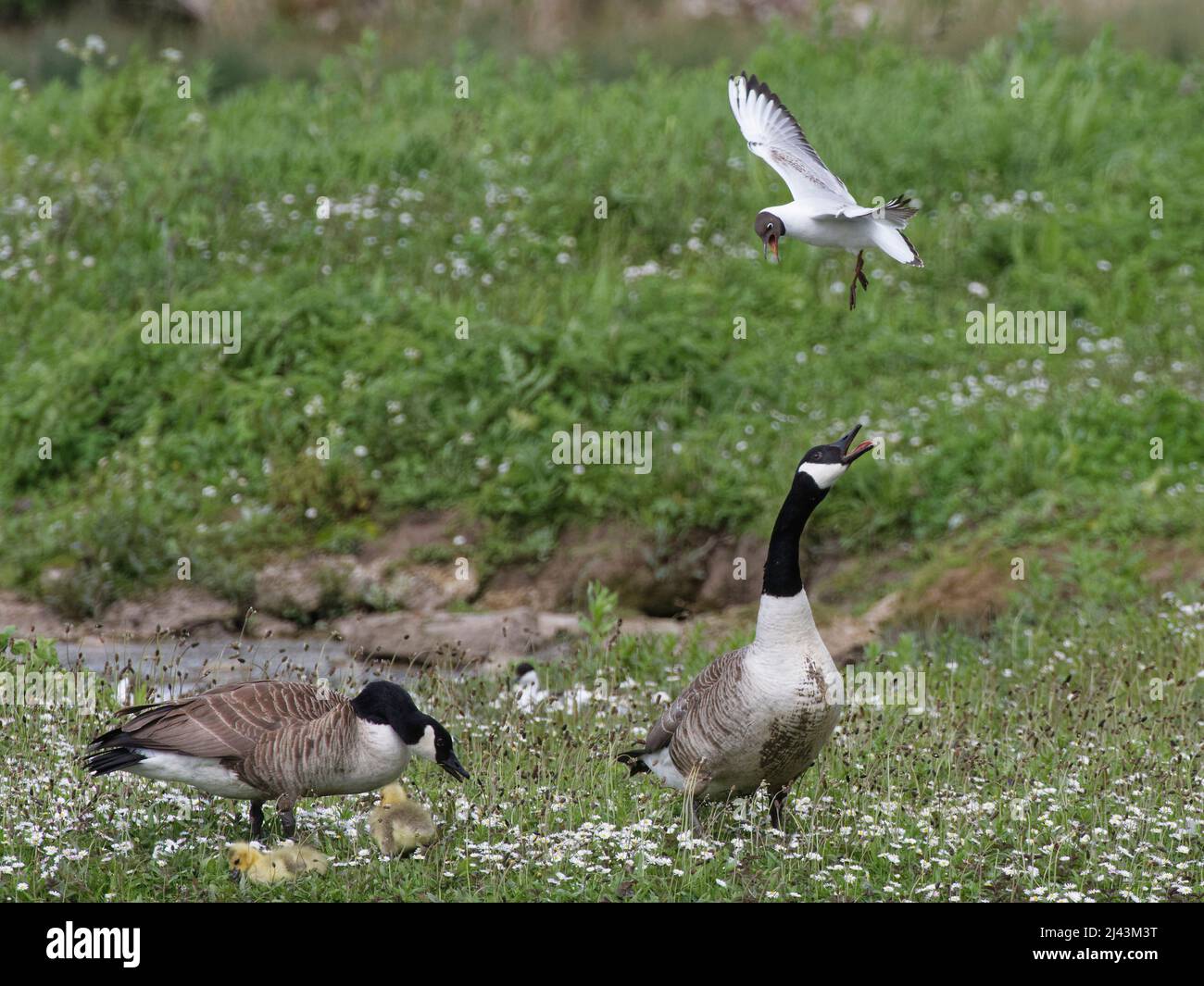 Black-headed gull (Chroicocephalus ridibundus) trying to repel a Canada ...