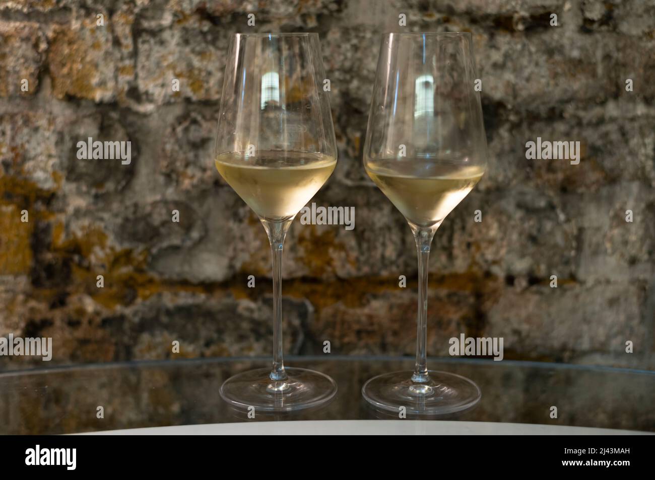 Tasting of brut champagne sparkling wine produced by traditional method ...