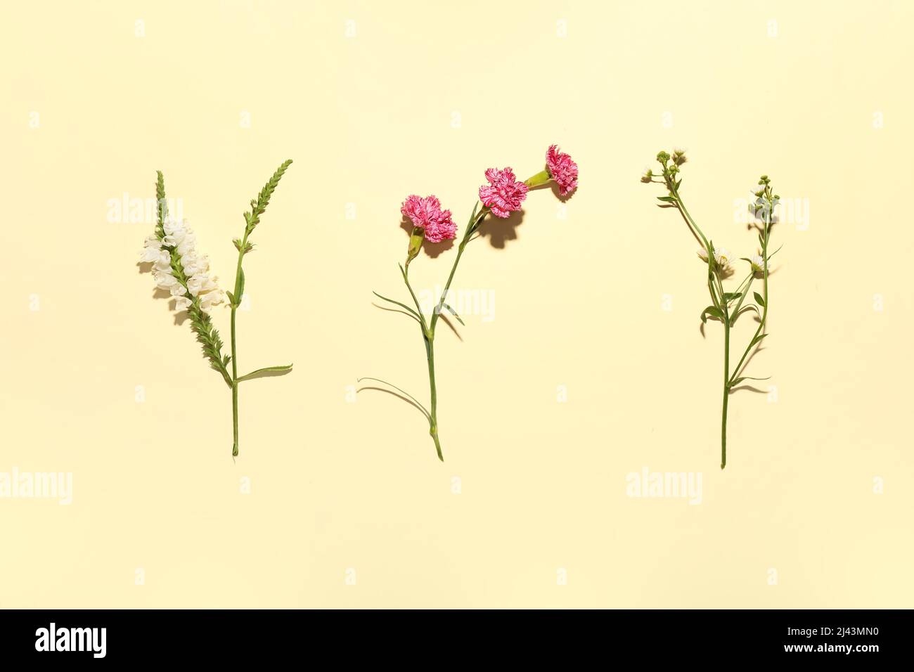 Set of different flowers on color background Stock Photo - Alamy