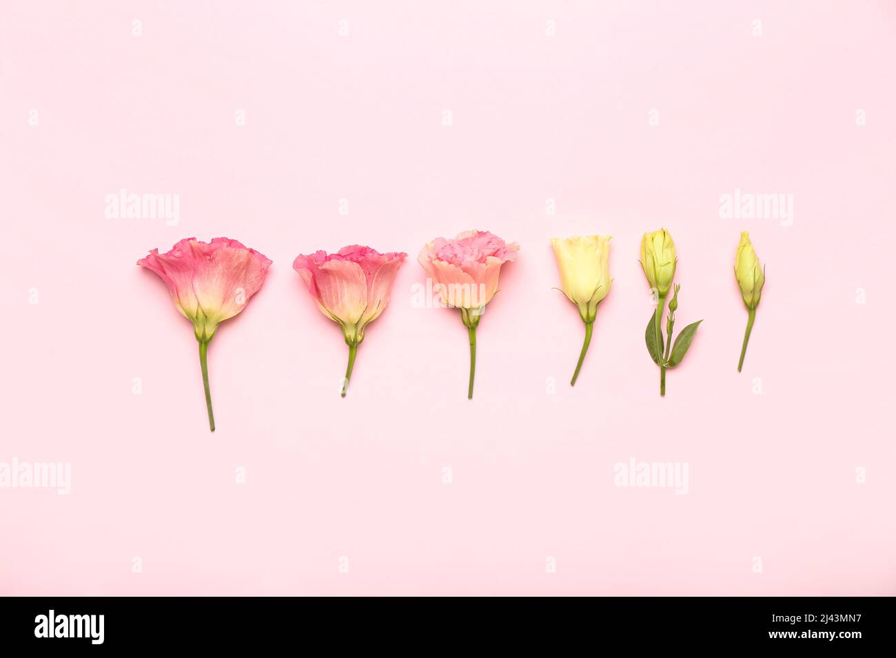 Beautiful eustoma flowers in different stages of growth on color ...