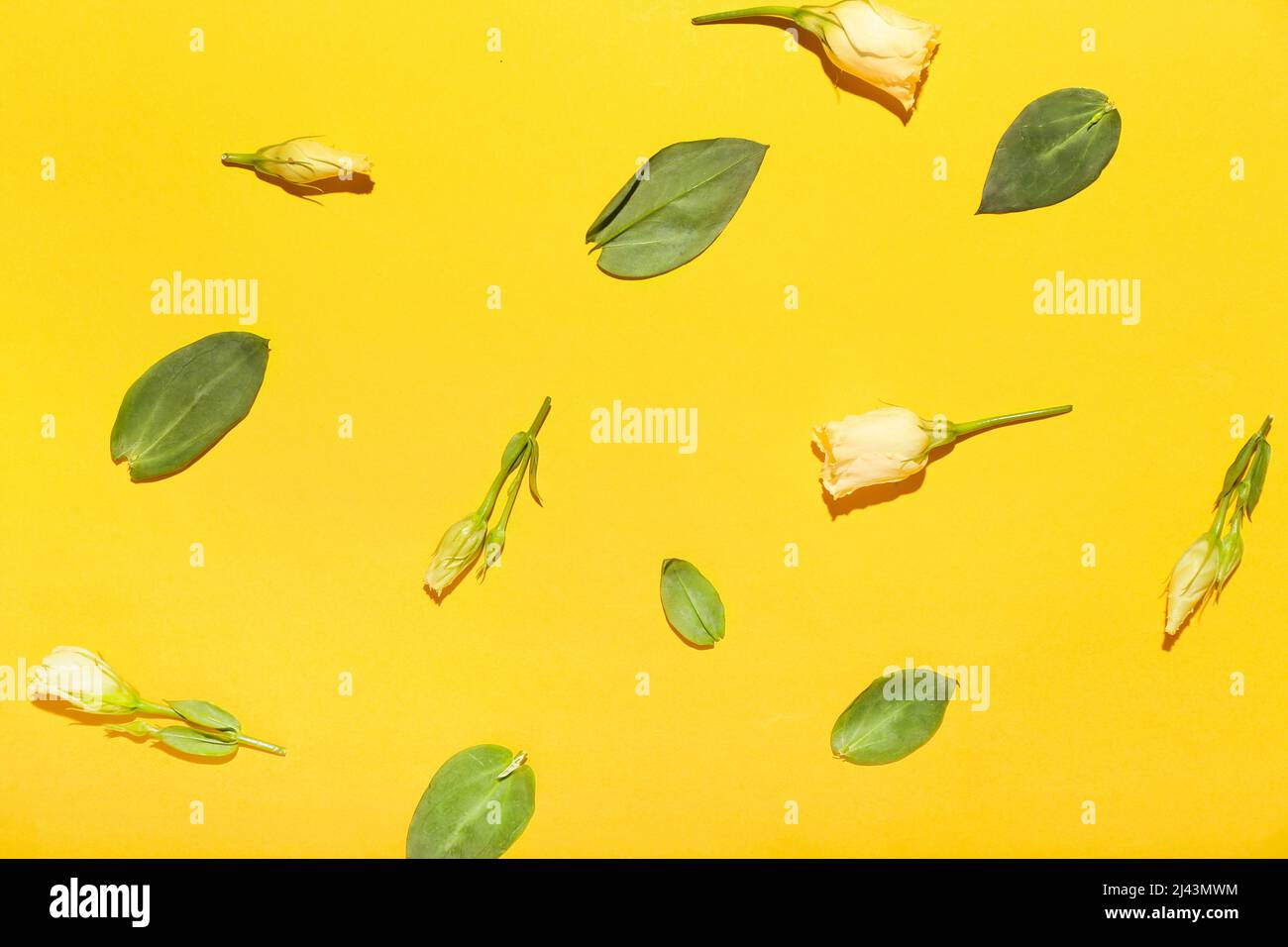 Beautiful eustoma flowers and leaves on yellow background Stock Photo ...