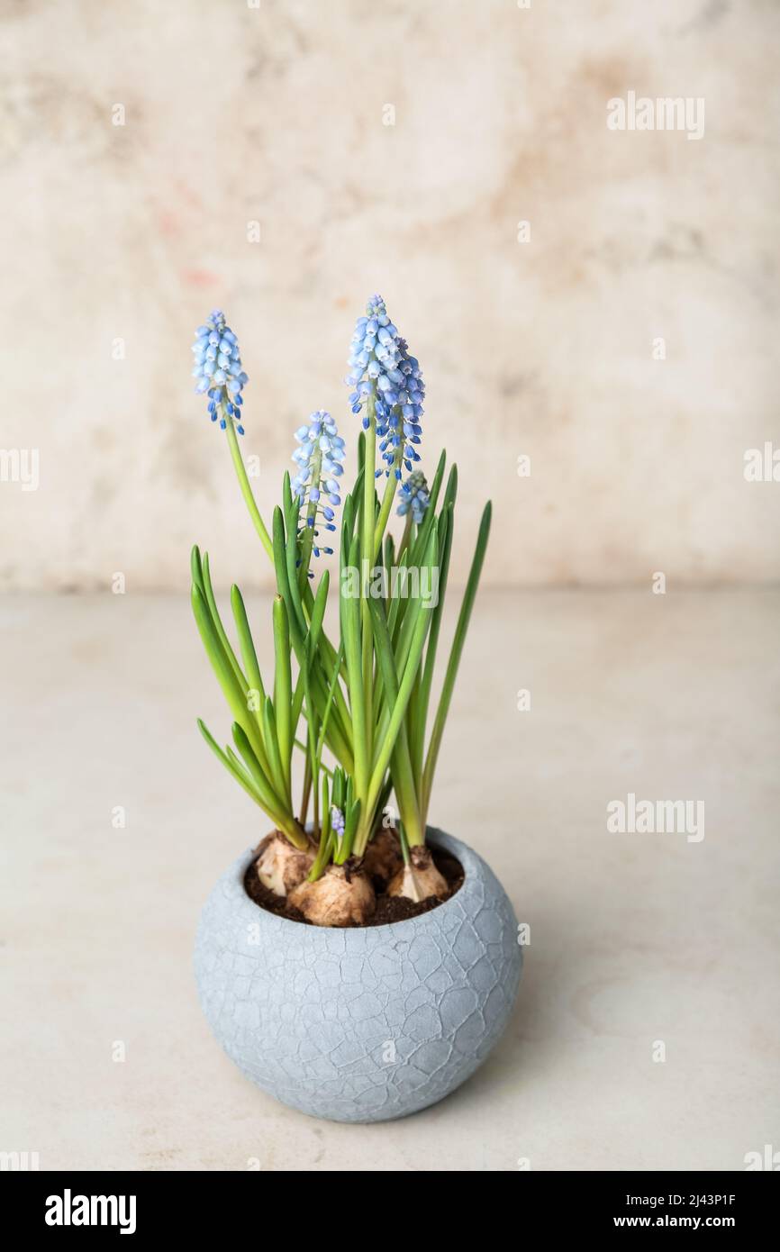 Pot with blooming grape hyacinth (Muscari) on light background Stock ...