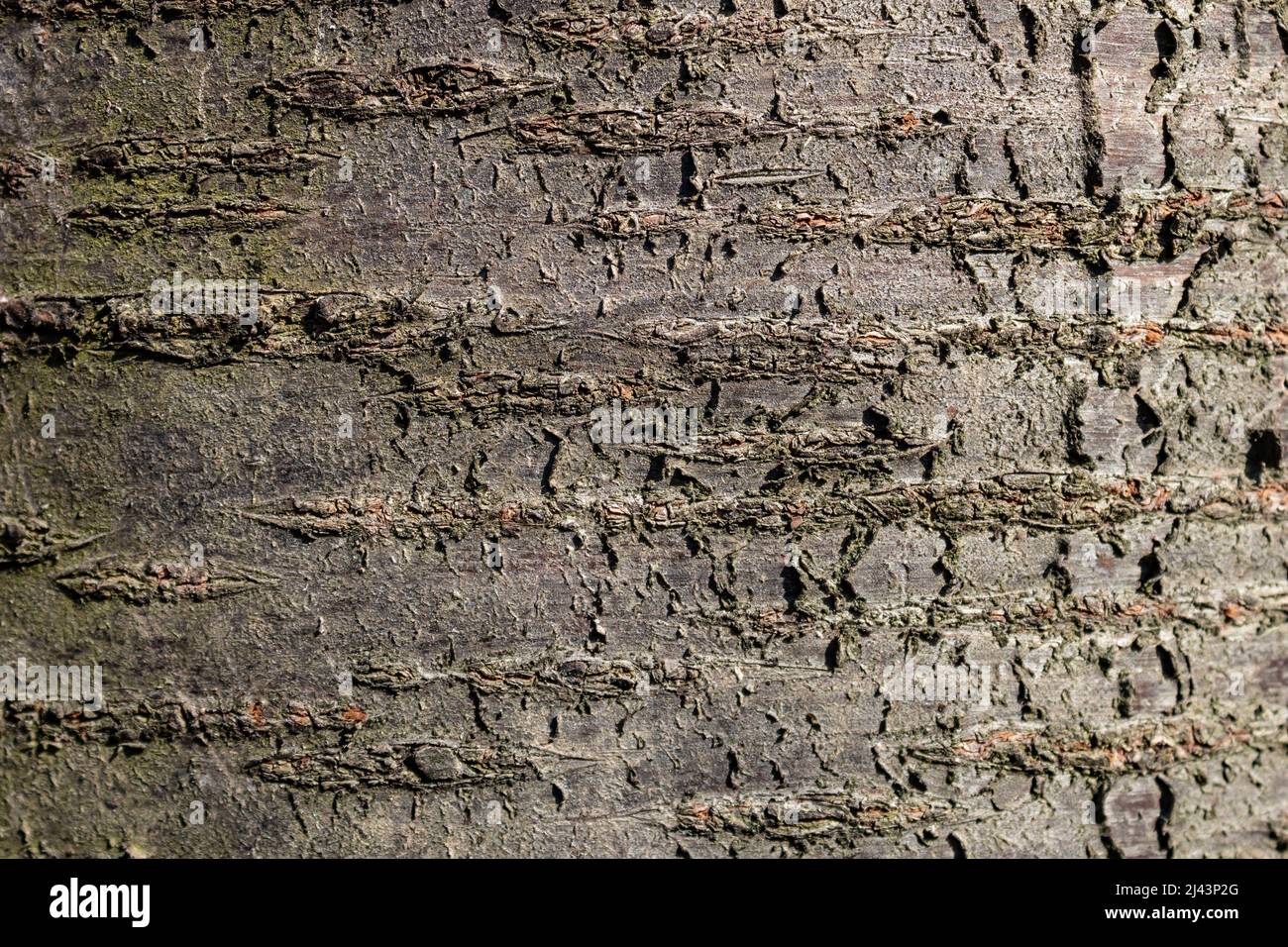 Cherry wood bark texture background hi-res stock photography and images ...