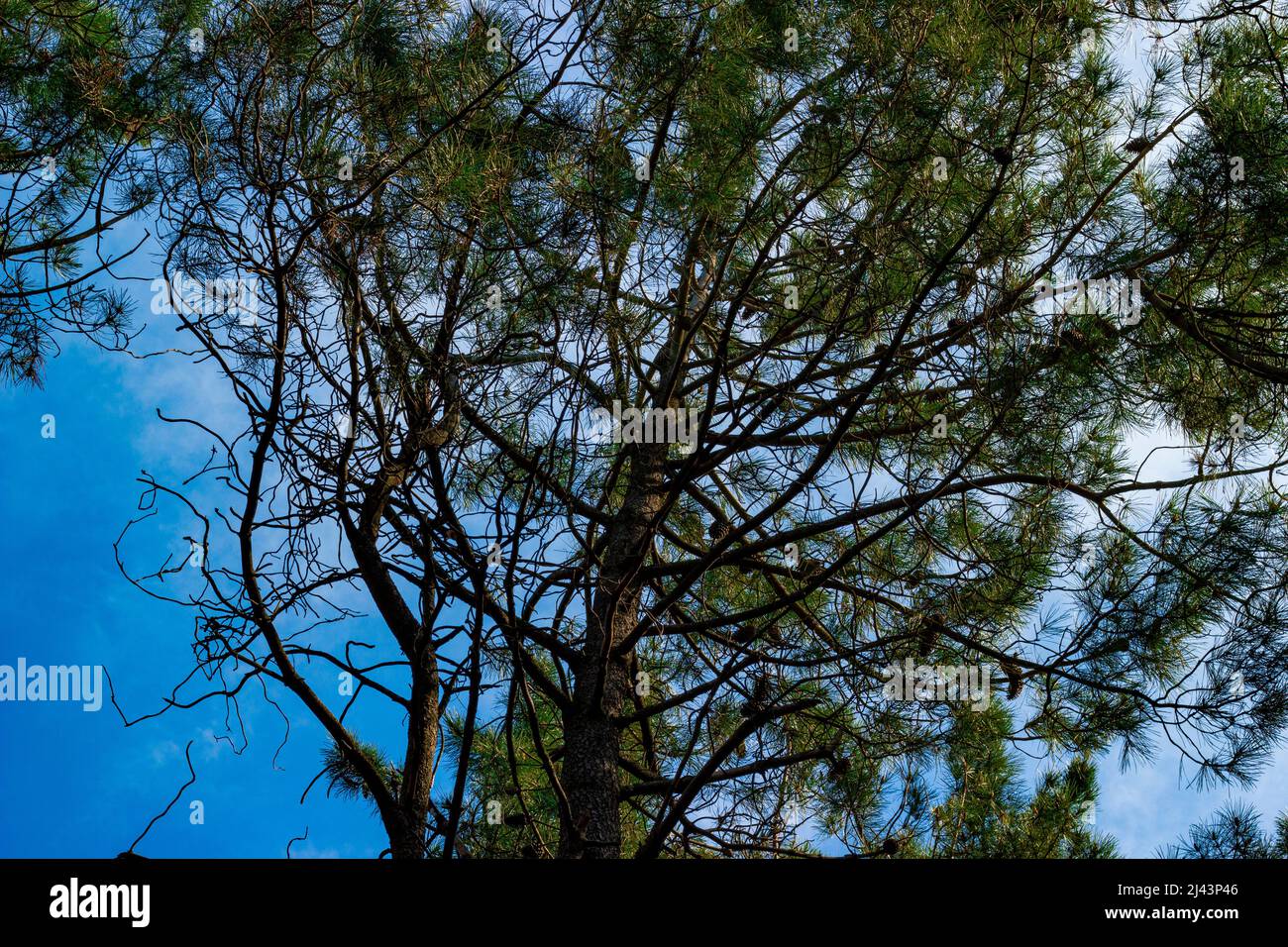 Bottom view of trees in the clear sky in the forest. pine tree and ...