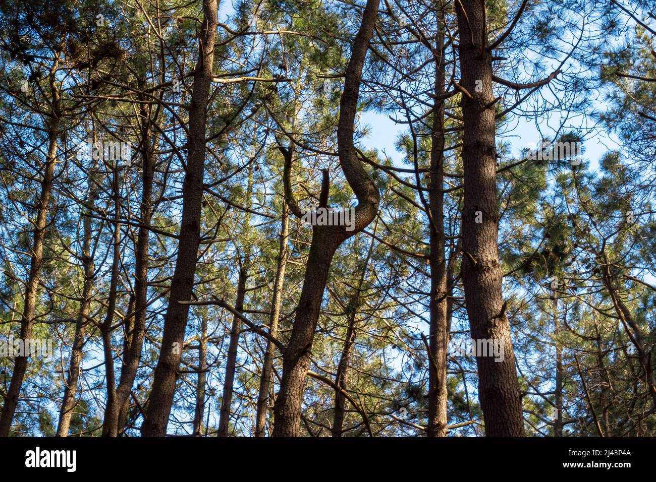 Bottom view of trees in the clear sky in the forest. pine tree and ...