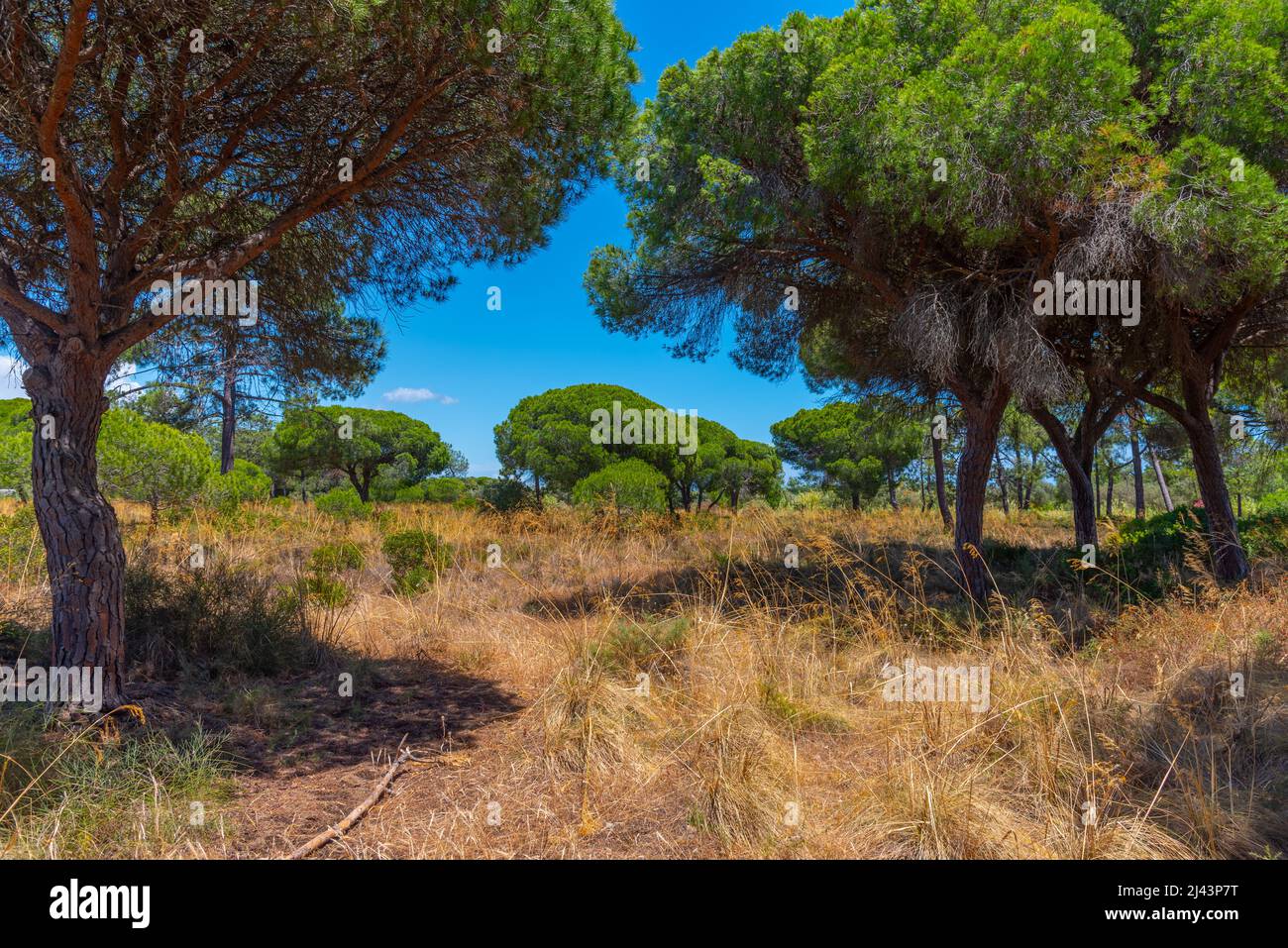 Landscape of natural park of Ria Formosa at Portugal Stock Photo - Alamy