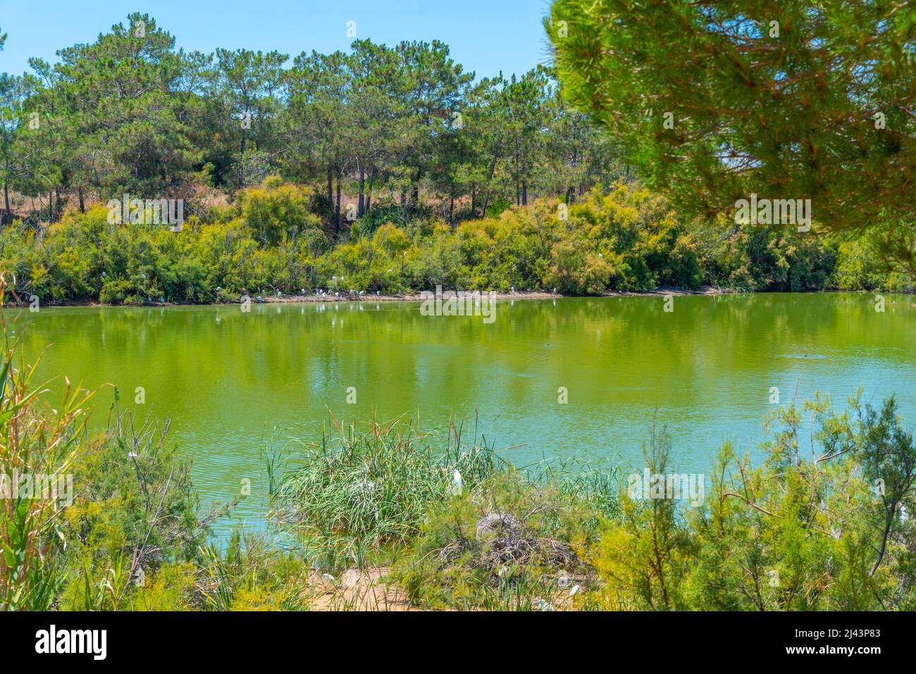 Landscape of natural park of Ria Formosa at Portugal Stock Photo - Alamy