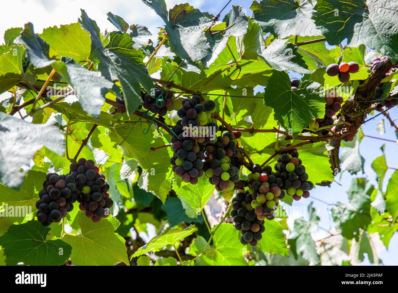 Vitis labrusca hi-res stock photography and images - Alamy