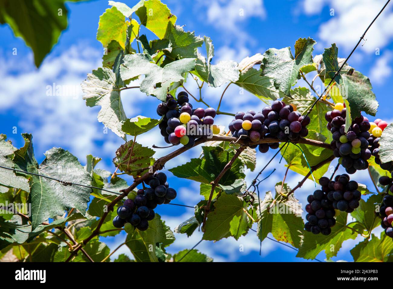 Bunches of Vitis Labrusca grapes in the process of ripening in a grape ...