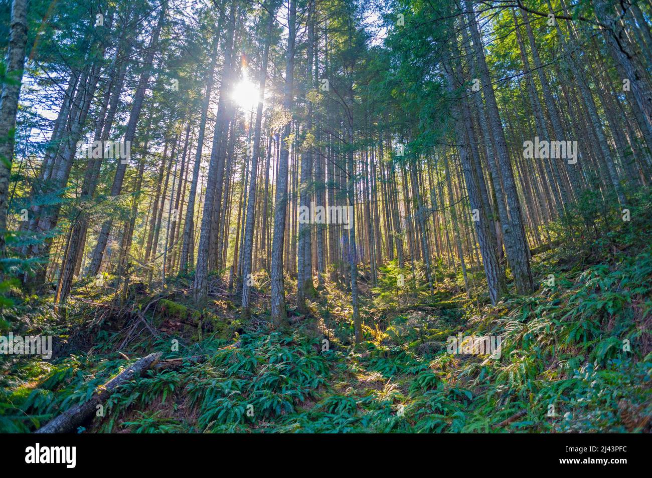 Sunrays filtering thru the forest foliage in a Vancouver Island ...