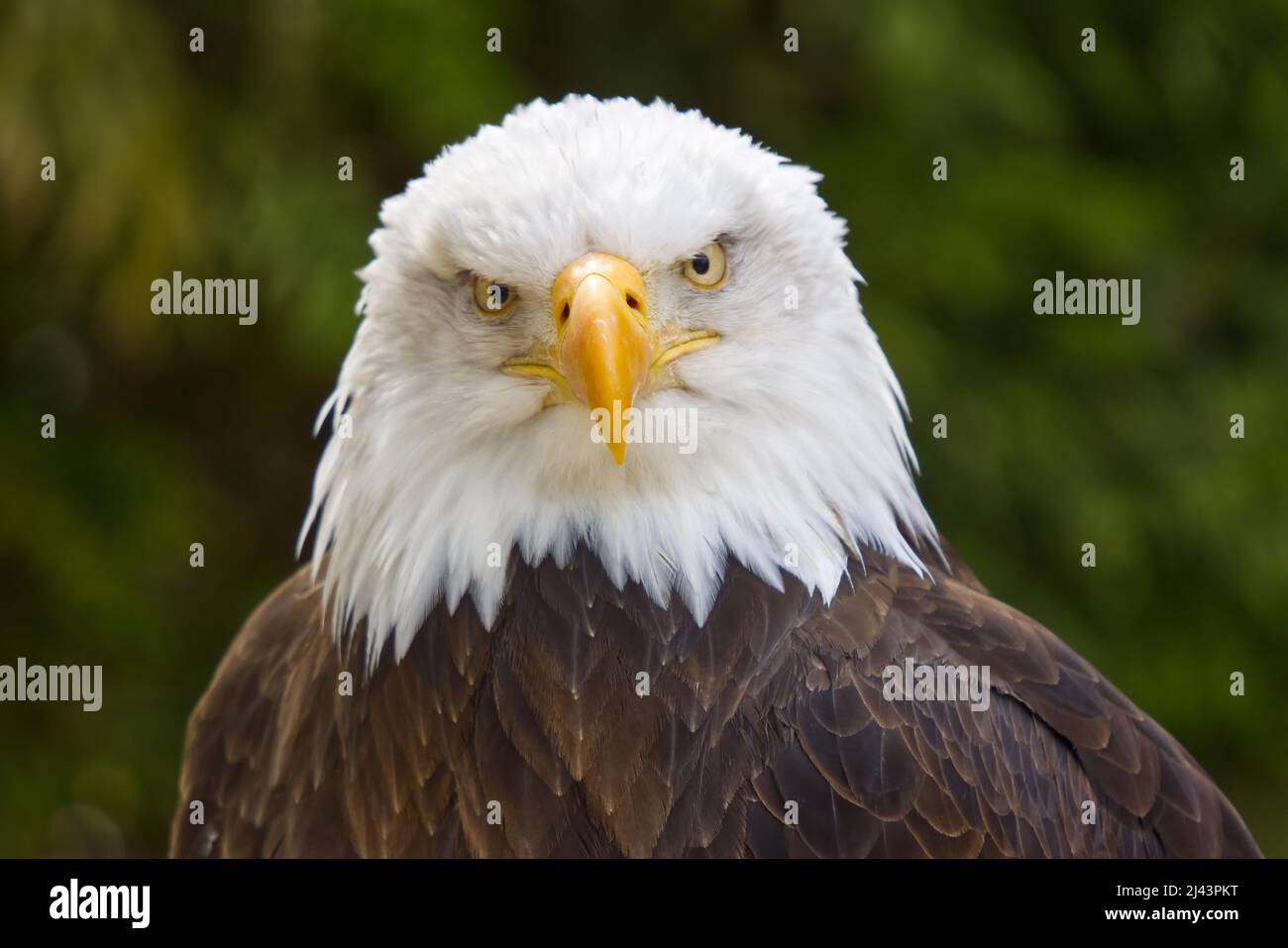 Eagle watching hi-res stock photography and images - Alamy