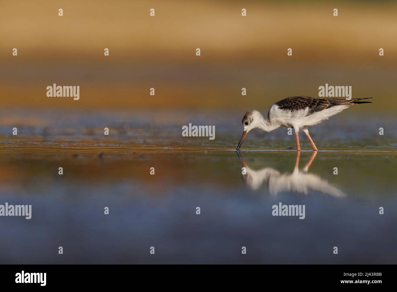 Prioritarian species hi-res stock photography and images - Alamy