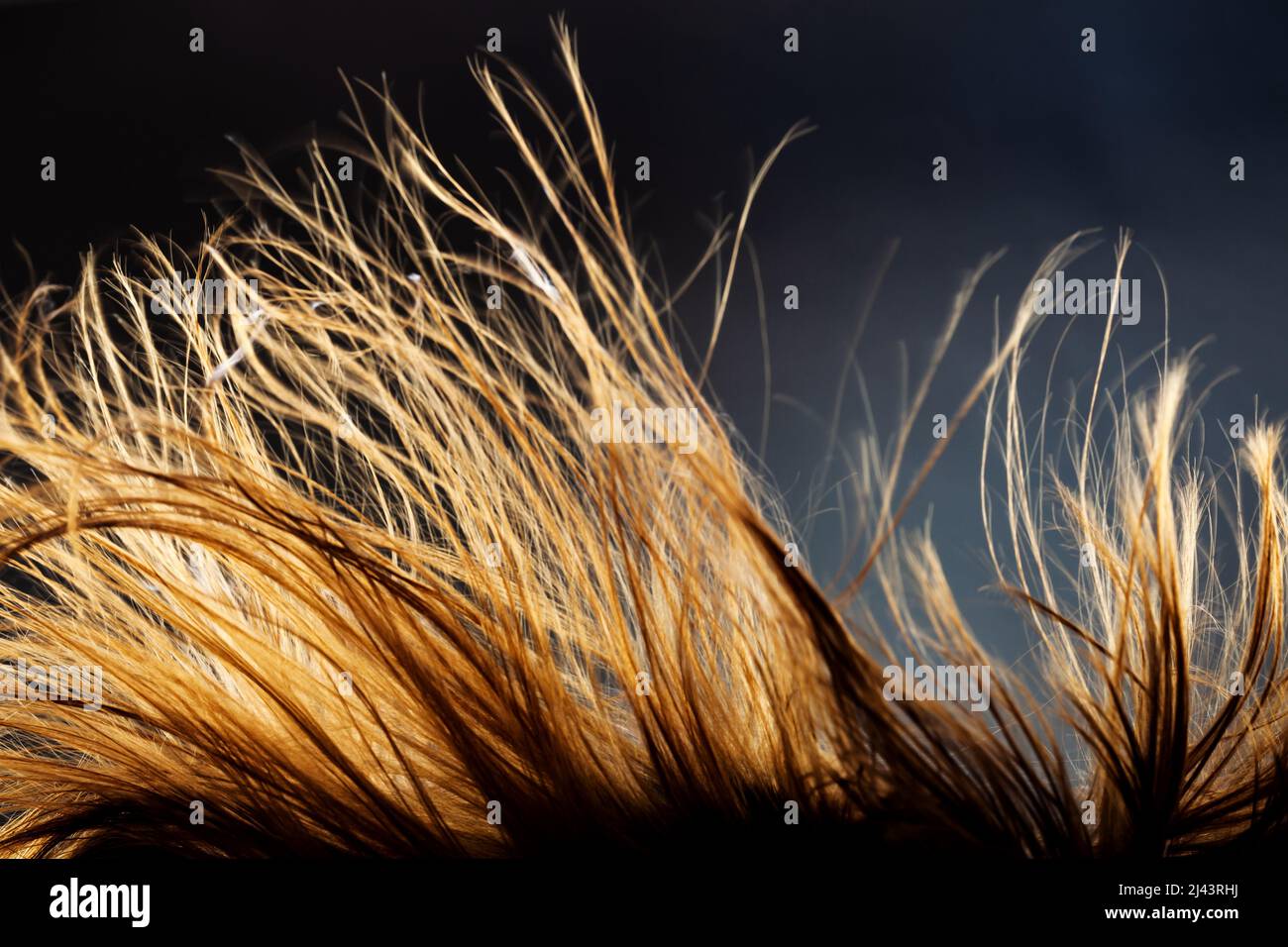 Abstract windy hair texture. Backlit silhouette on dark background ...