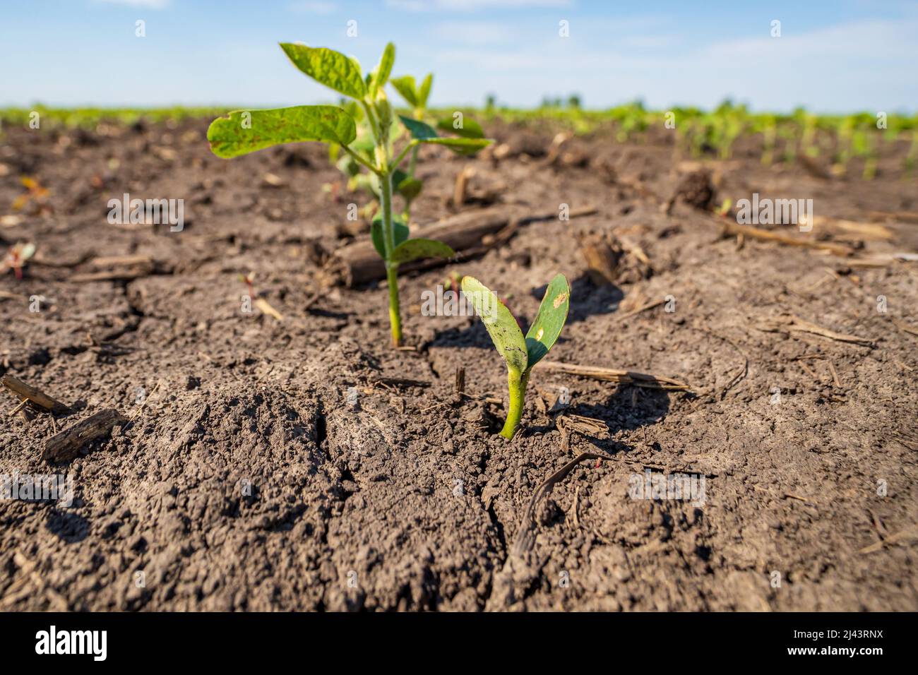 Bean planting illinois hi-res stock photography and images - Alamy
