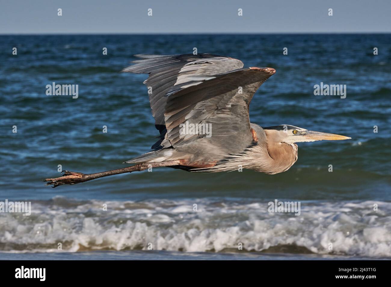 Great Blue Heron flying at beach Stock Photo - Alamy