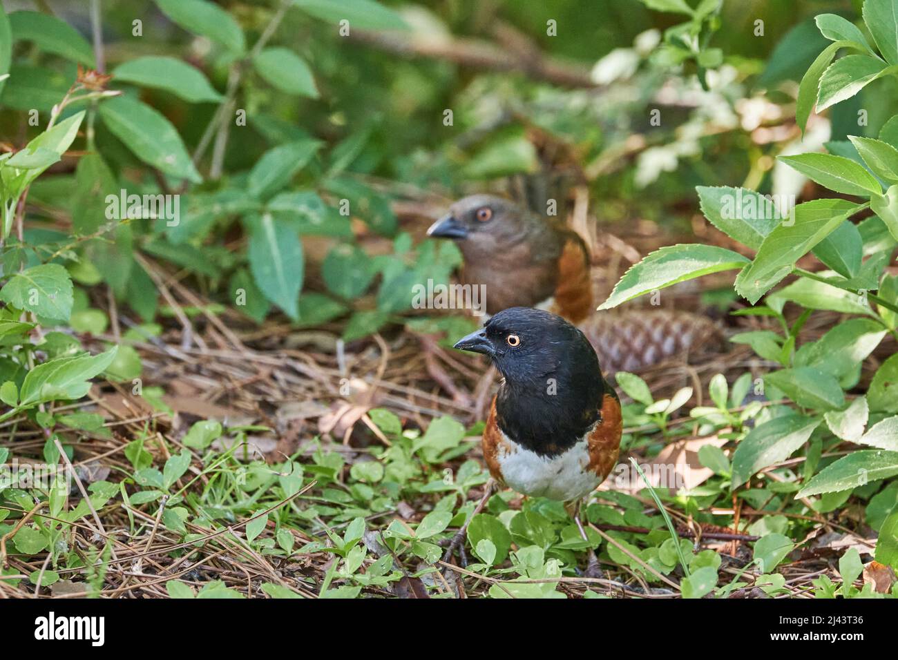 Male and Female Eastern Towhee Stock Photo - Alamy
