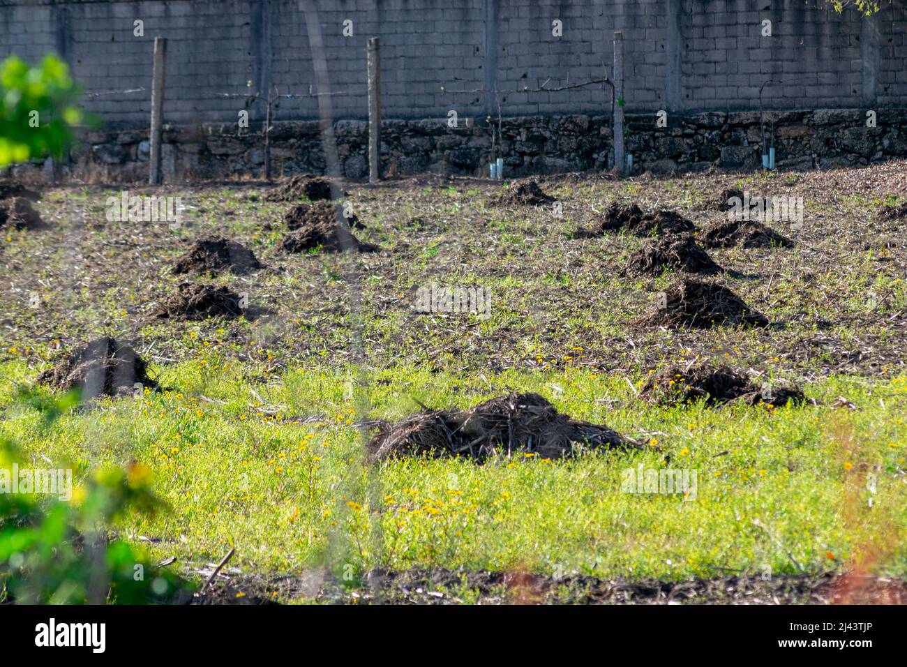 Organic manure for agriculture, fertilizing land with cow manure, piles ...