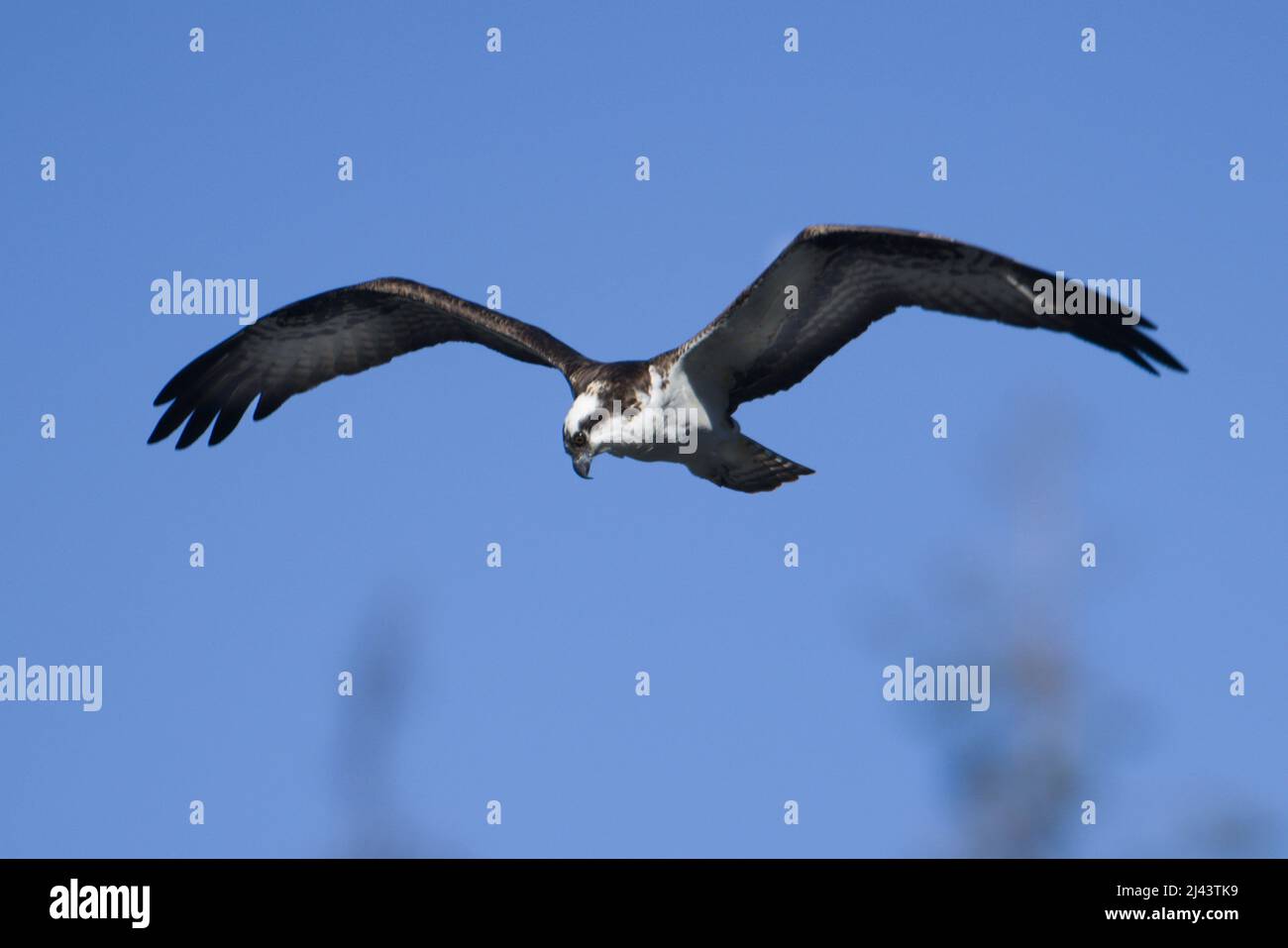 An osprey flies up in the sky in search of a fish to catch in Fernan ...