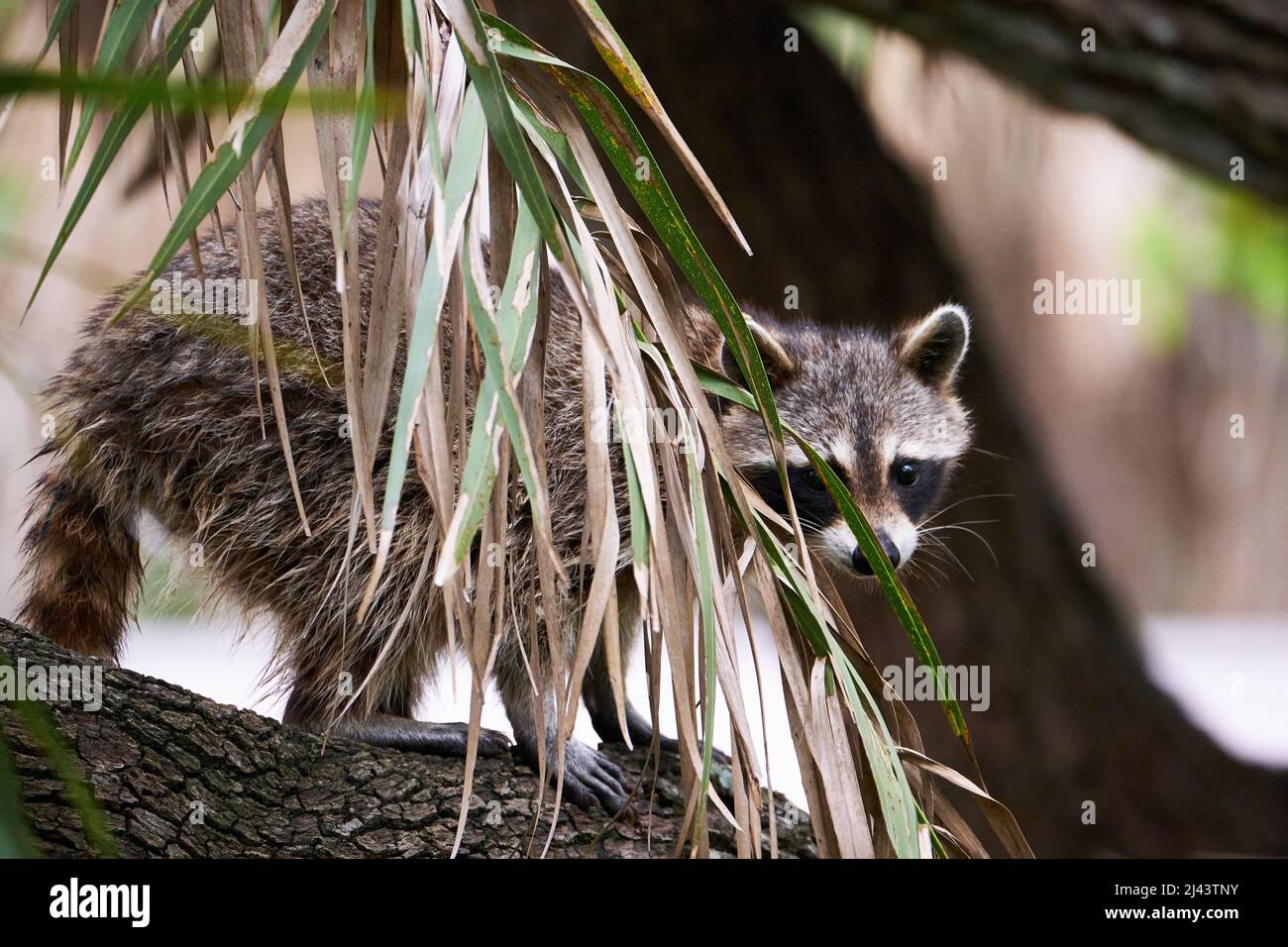 Hiding raccoon hi-res stock photography and images - Alamy