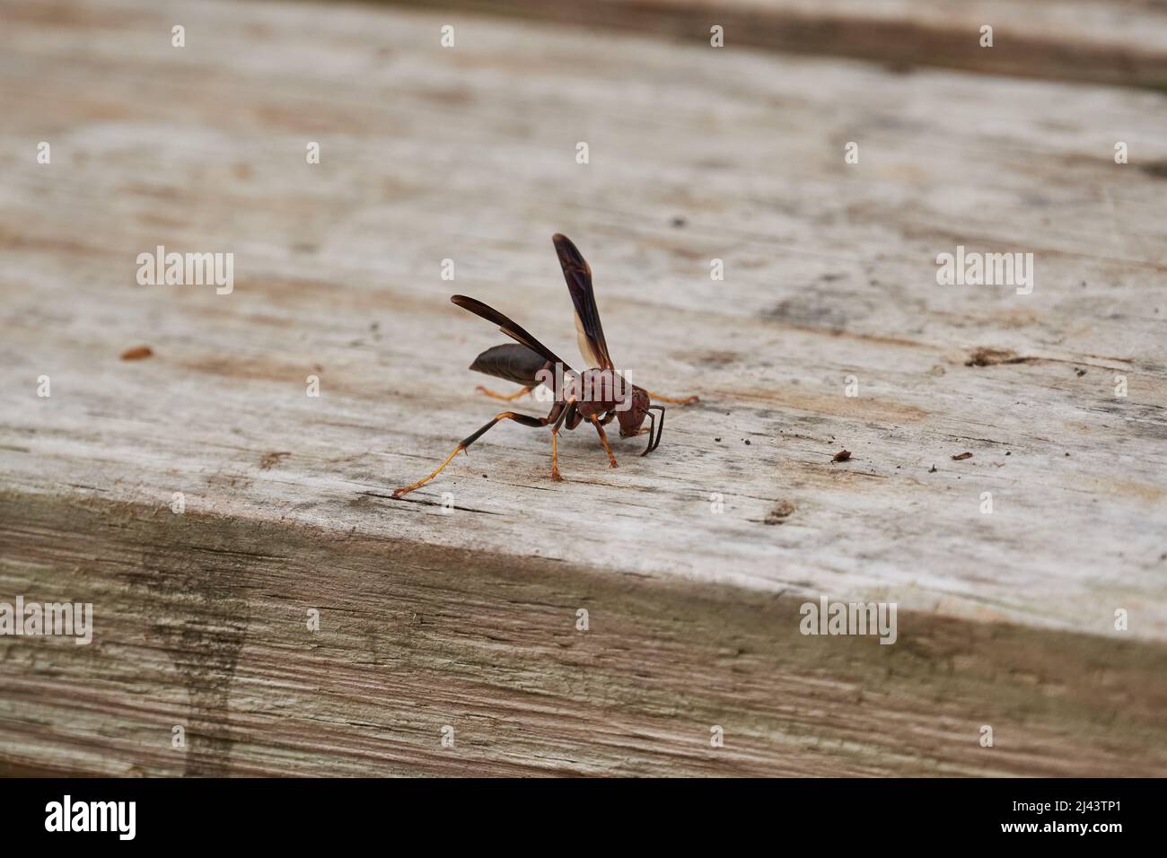 Flyinginsect hi-res stock photography and images - Alamy