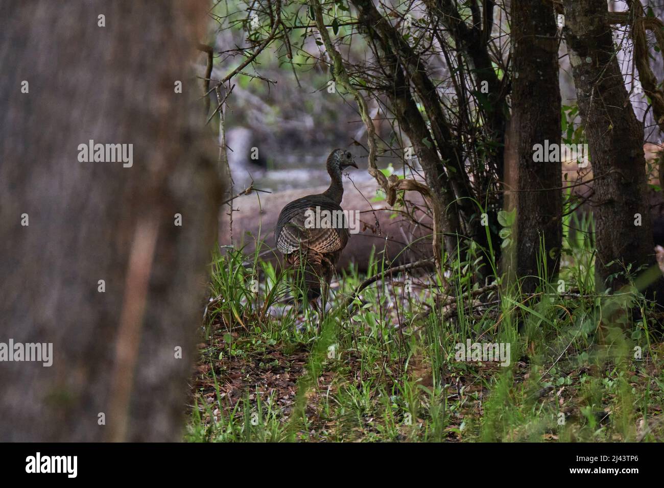 Turkey in the forest hi-res stock photography and images - Alamy