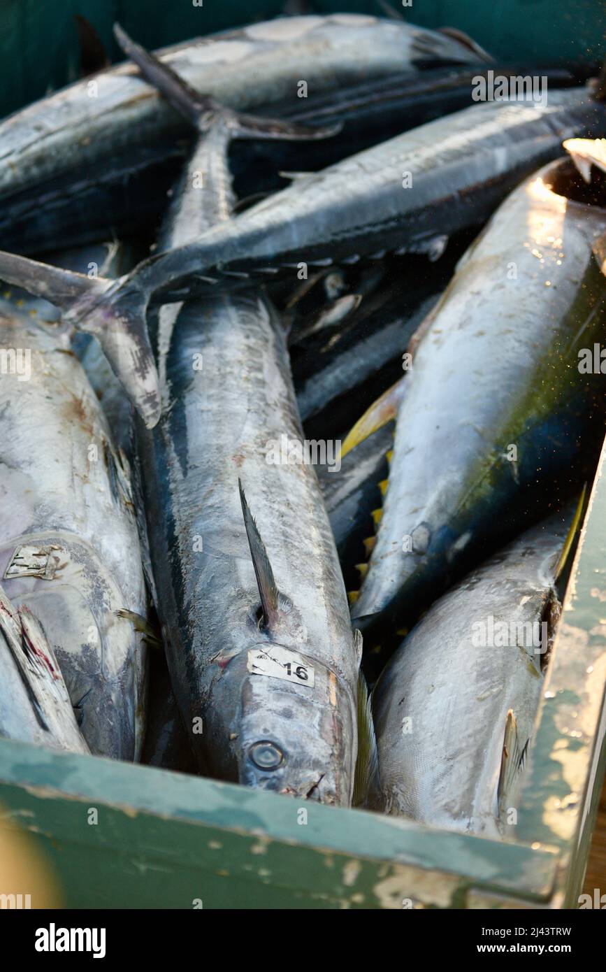 Pile of tuna and California Yellowtail fish inside car after being ...