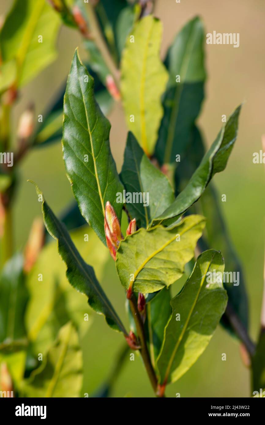 Laurel tree leaves used in the kitchen to season different types of ...